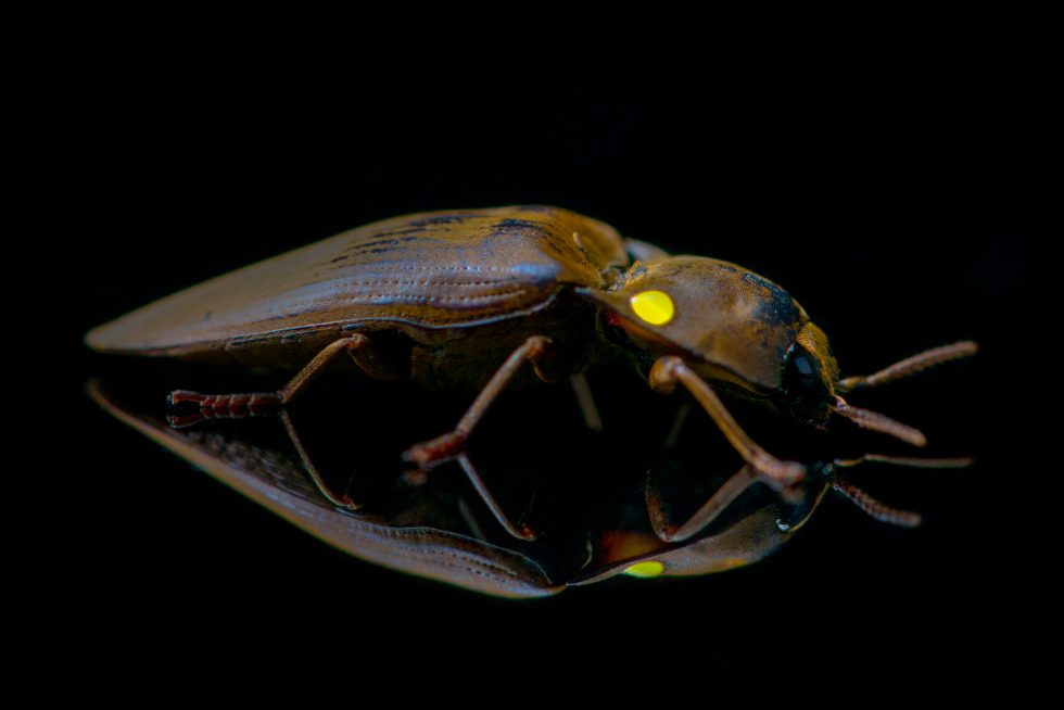 Información de Investigación | Estación Científica Yasuní